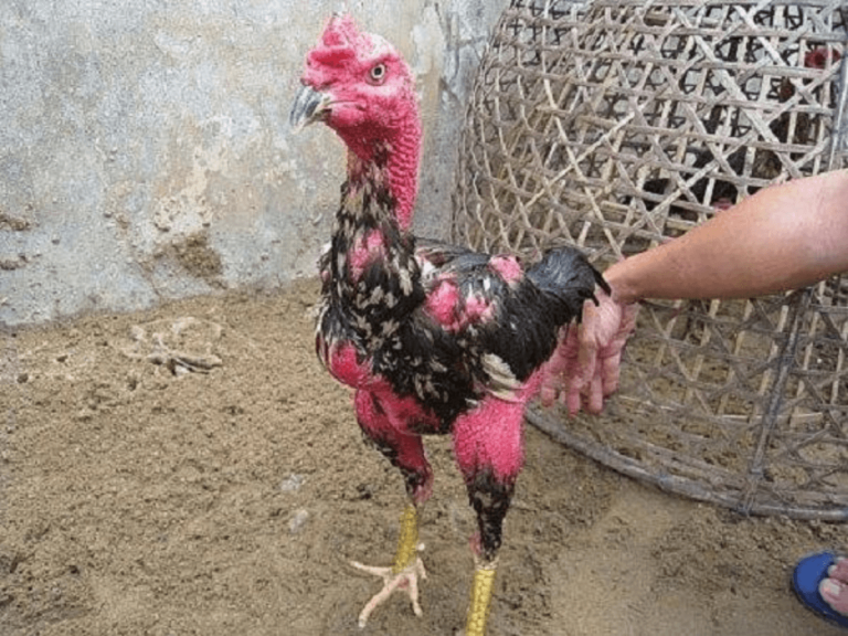 Gà Đá Thay Lông Bao Lâu? Cách Chăm Sóc Tốt Nhất Ở Giai Đoạn Này
